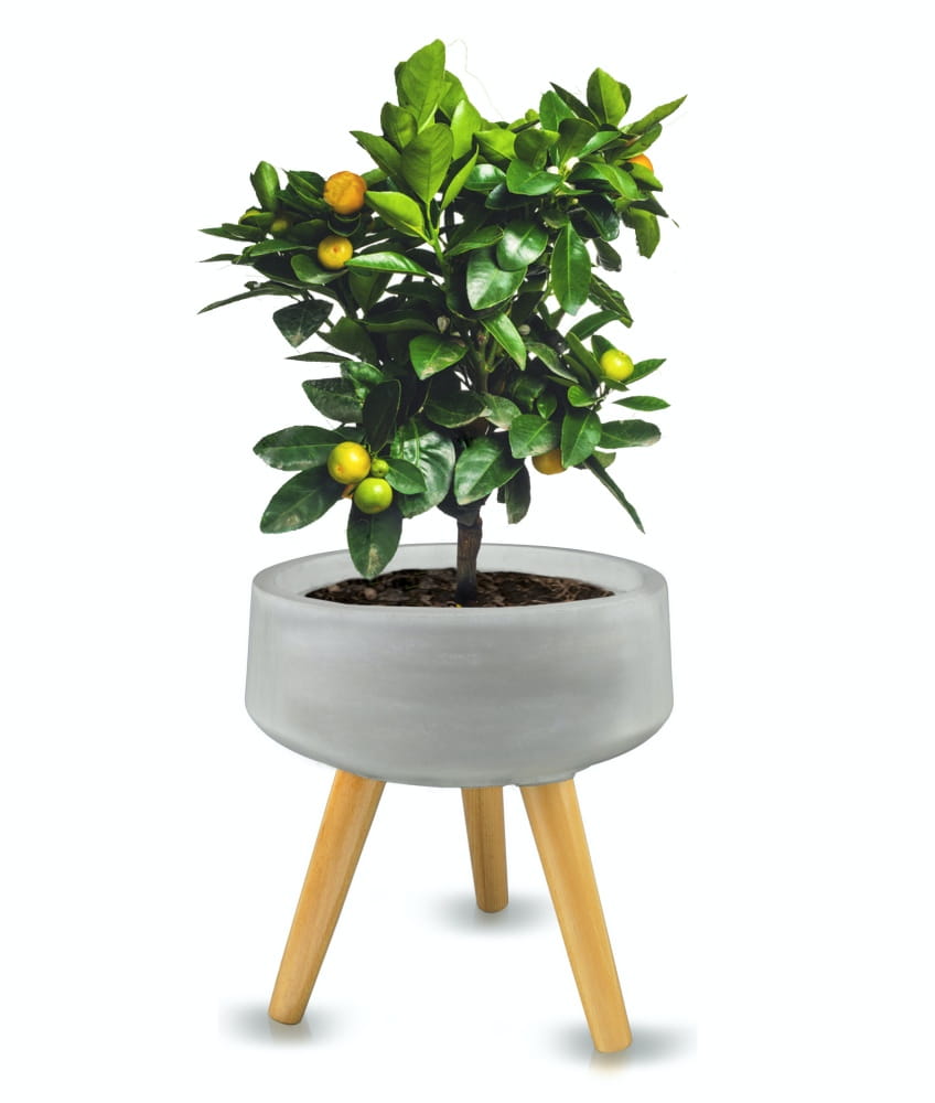 Vidaus vazonai – Emivelashop